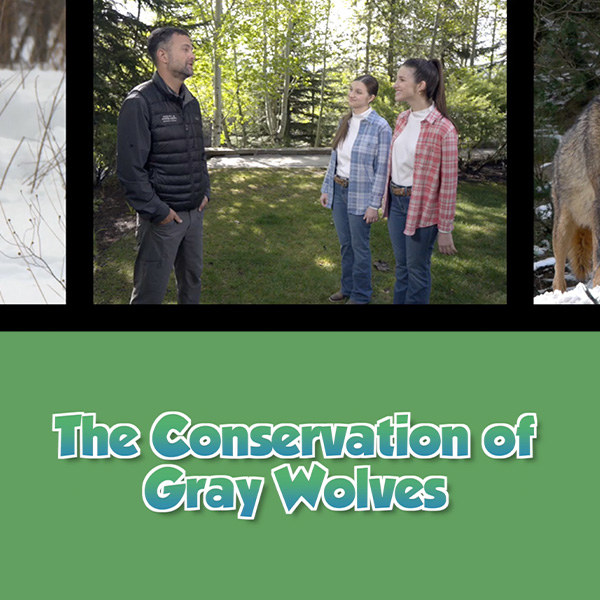 The Conservation of Gray Wolves - Twice as Good