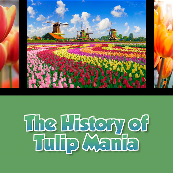 The History of Tulip Mania - Twice as Good